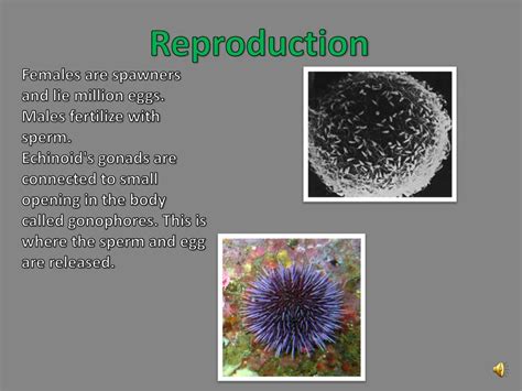 Ppt Echinoidea Powerpoint Presentation Free Download Id2010767