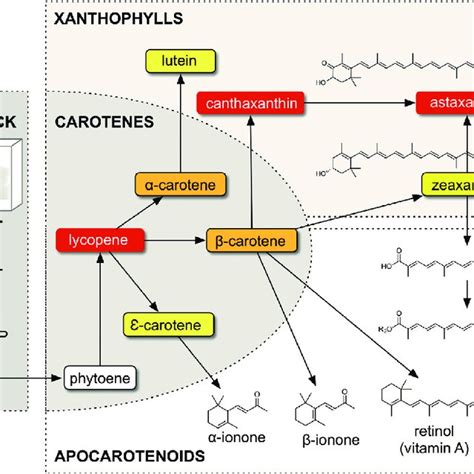 Biochemical Pathway Of Carotenoids And Apocarotenoids Download Scientific Diagram