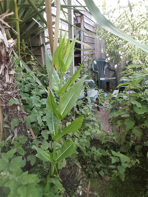 What Is This It Gives Off An Ammonia Smell R Whatsthisplant