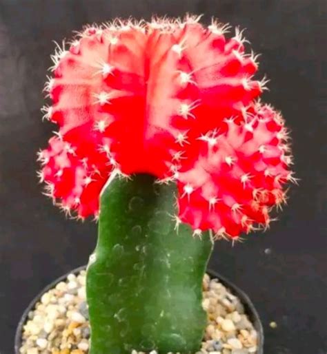 Artificial Plants Combo Of 2 Color Grafted Moon Cactus Freeup