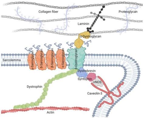 Sarcoglycan Complex In Sarcolemma Download Scientific Diagram