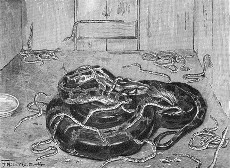 Python With Hatchlings This Image Accompanied An Announcement Of A Download Scientific Diagram
