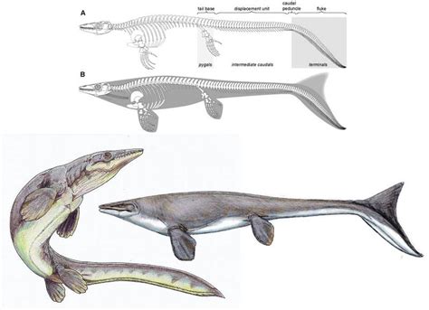 Palaeos La Historia De La Vida En La Tierra Evolución Convergente De