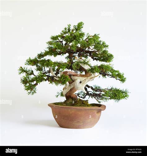 Juniperus Squamata Bonsai