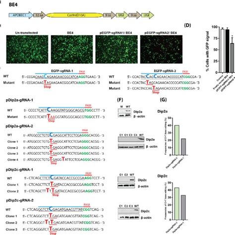 Pdf Crispr Mediated Base Editing In Mice Using Cytosine Deaminase Base Editor 4