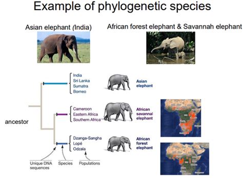 Species & Speciation 1 LEC 16 Flashcards | Quizlet