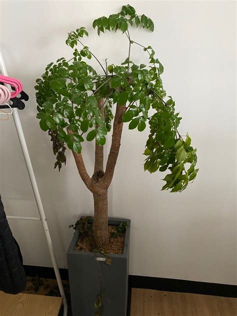 대형 화분 수거 화분 식물이 죽은 폐기물처리할 화분을 방문해서 수거해 가는 생활폐기물 방문 수집 업체 네이버 블로그