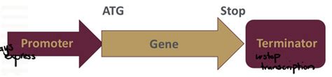 Biotechnology Recombinant Dna Technology 2 L3 Flashcards Quizlet