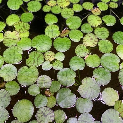 Red Hydrangea Plants Etsy