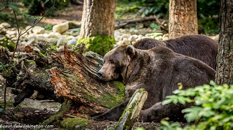 Northwest Trek Wildlife Park