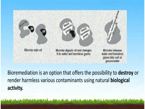 Solution Bioremediation Types Studypool