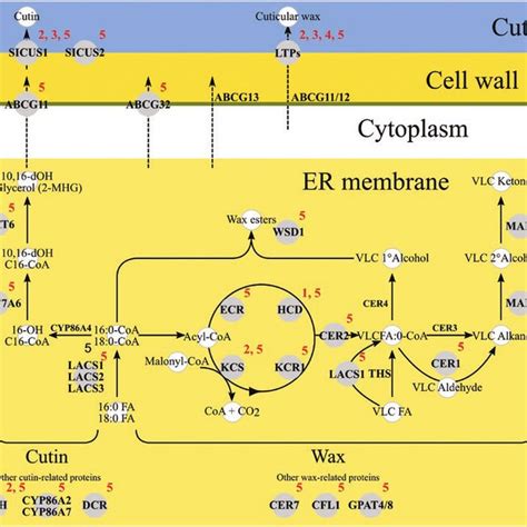 The Appearance Of The Cuticle Layer And Suberin Lamellae In Various Download Scientific Diagram
