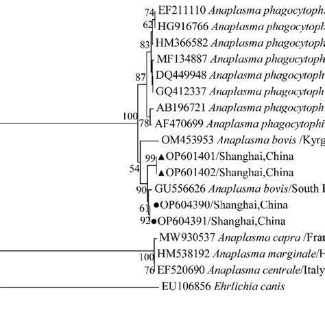 Phylogenetic Tree Of Anaplasma Spp In Ticks Based On Partial 16s Rdna
