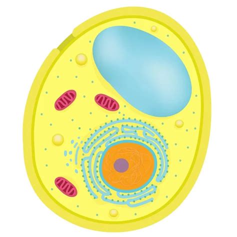 Cytoplasm Clipart