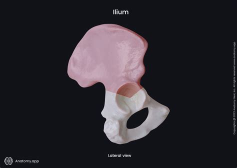 Ilium Encyclopedia Anatomyapp Learn Anatomy 3d Models