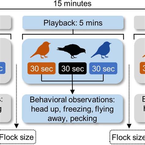 Representation Of One Experiment During Each Period Observers Made