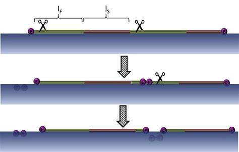 Schematic Representation Of The Degradation Of Multiblock Copolymers Download Scientific