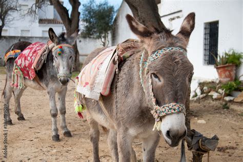 Typical Spanish Donkeys With Traditional Saddles In Vejer Andalusia
