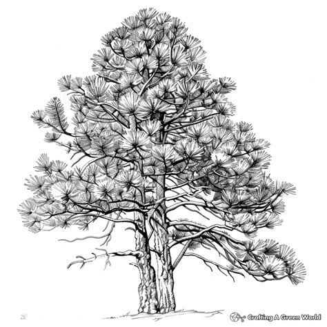 Pinon Tree Coloring Pages [2025]