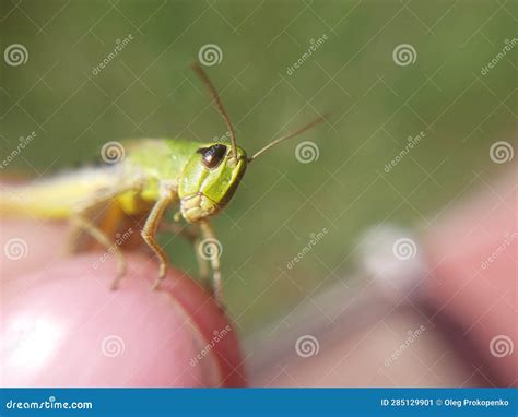 Green Grasshopper In Human Hand Stock Image Image Of Wild Closeup