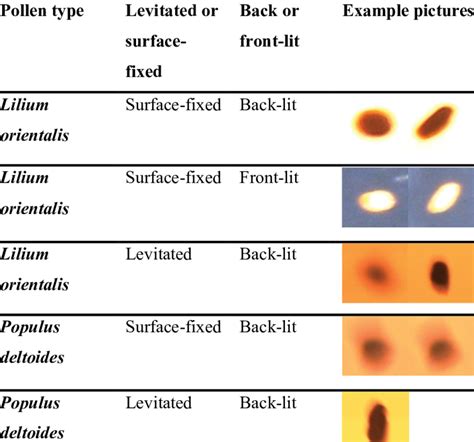 Representative Snapshots Taken For Each Pollen Type And Experiment Download Scientific Diagram