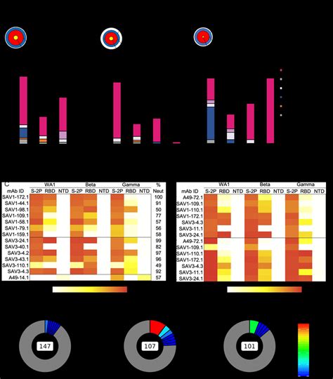 Functional Characterization Of Ratp Ig Isolated Mabs A Ratp Ig