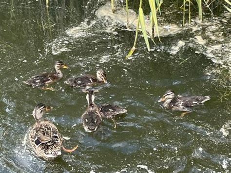 Ecosystems Gcse Biology Full Lessons Aqa Bundle Topic 7 Teaching Resources