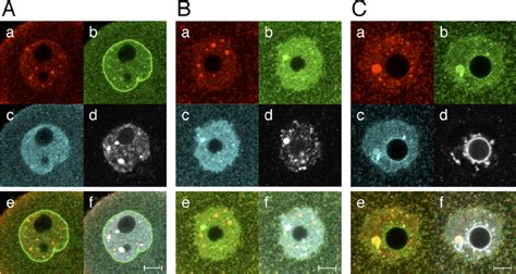 Subcellular Localization Experiments And Fretflim