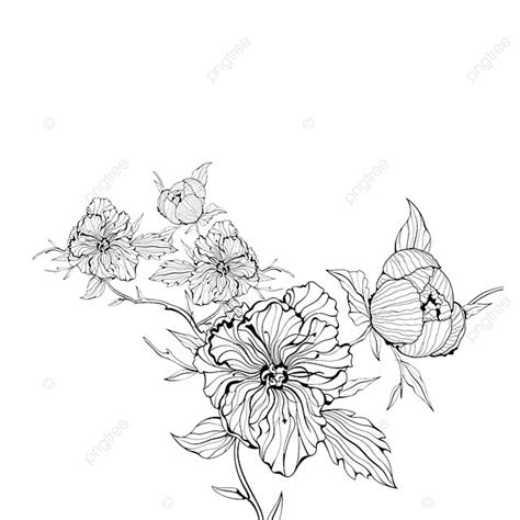 Plum Orchid Bamboo Chrysanthemum Line Drawing Picture Wing Drawing