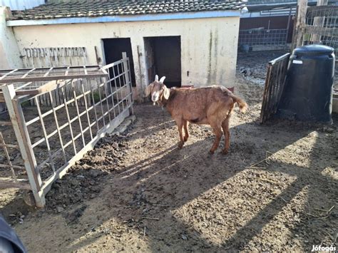 Kecske Kecske Kecskemét Egyéb Jófogás