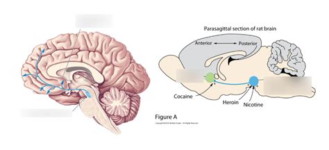 Diagram Of Mesocorticolimbic Dopamine System Quizlet