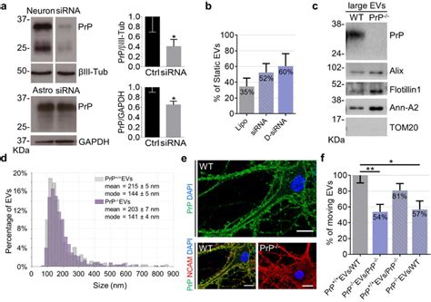 Role Of Prp In Extracellular Ev Motion A Prp Expression And Download Scientific Diagram