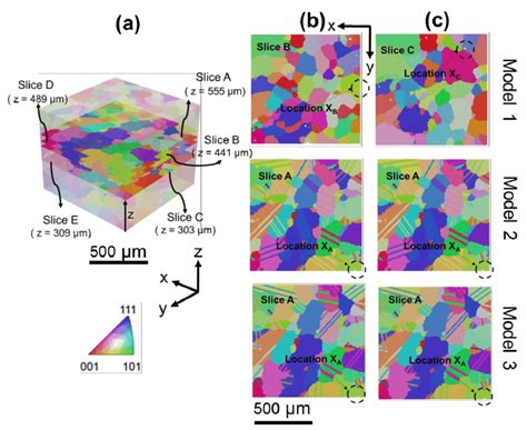 8a X Y Slices Of Interest With Their Respective Z Position From The Download Scientific