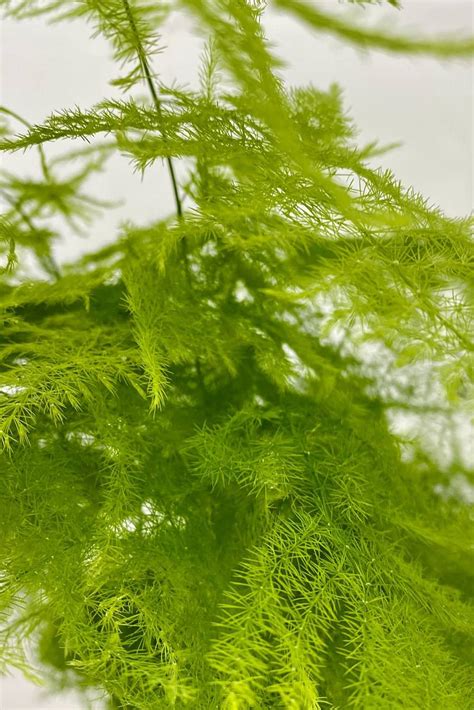 Asparagus setaceus - Lace Fern - Indoor Plants | Plantshop.me