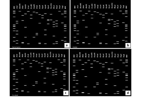 In Silico Restriction Fragment Length Polymorphism With 17 Restriction