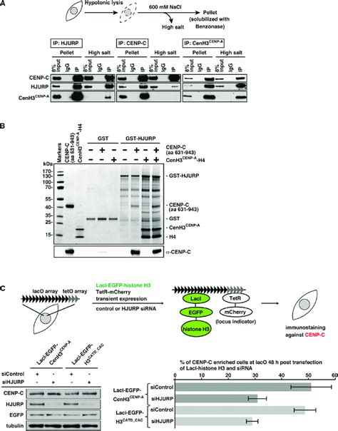 A Direct Interaction Between Cenp C And Hjurp Is Required For Efficient