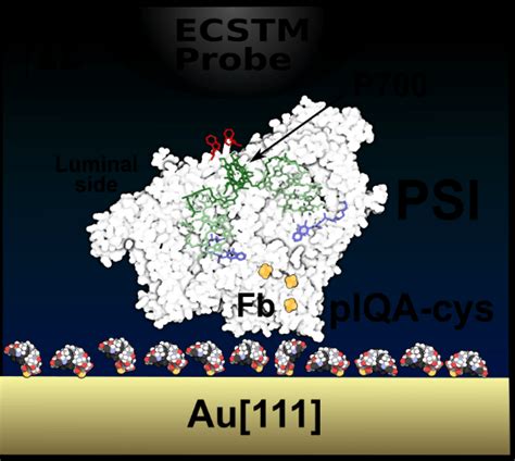 Scheme Of The Molecular Arrangement Set Up In This Work To Attach And