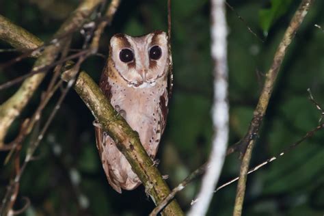 Endemic Wildlife Of The Democratic Republic Of Congo Congo Safaris