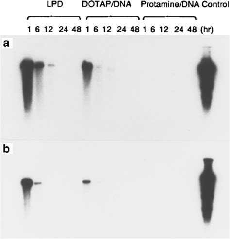 Protamine Sulfate Usp Semantic Scholar