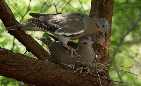 Doves Building A Nest Smithsonian Photo Contest Smithsonian Magazine