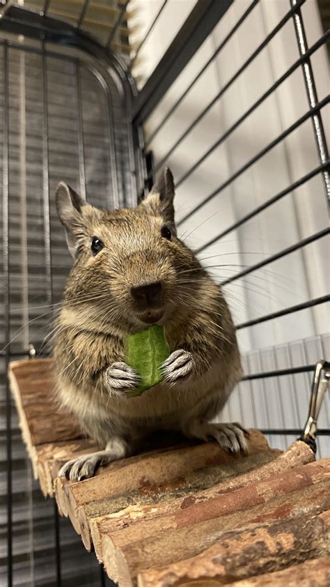 Degus Are So Cute Reyebleach
