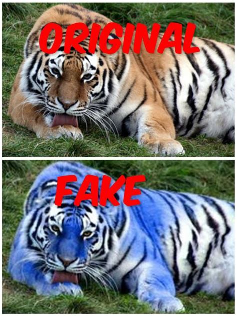 Maltese Tiger Sightings