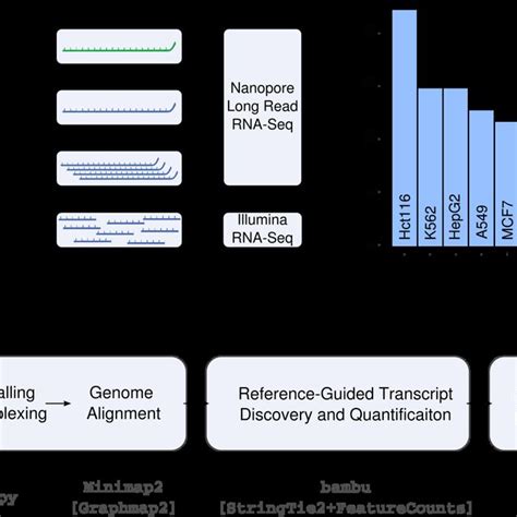 Pdf A Systematic Benchmark Of Nanopore Long Read Rna Sequencing For