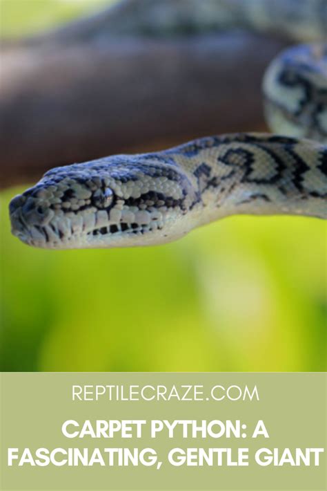 Carpet Python A Fascinating Gentle Giant Reptile Craze Carpet Python A Fascinating Gentle Giant Reptile Craze