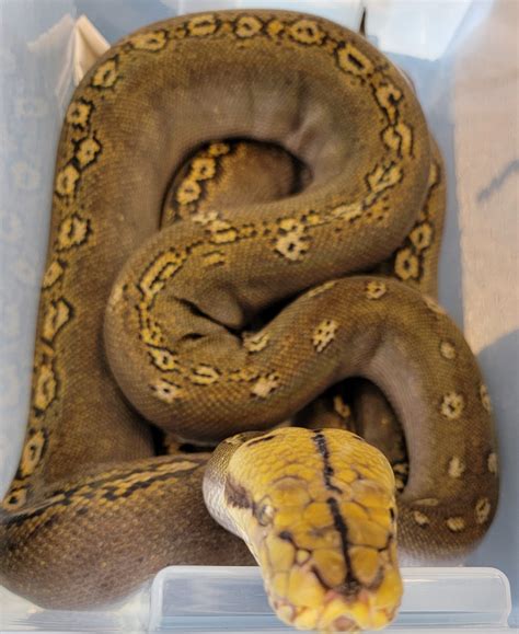 Motley Phantom 4 Reticulated Python By In Your Face Exotix Morphmarket