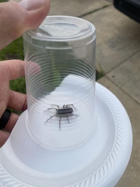 Pretty Mama Rspiders