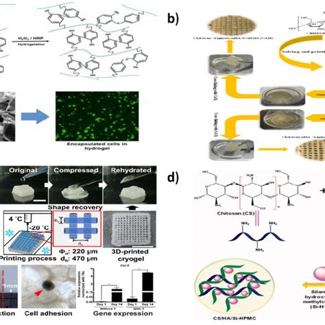 A Enzymatic Synthesizing Chitosanhyaluronic Acid Hydrogel Scaffolds Download Scientific