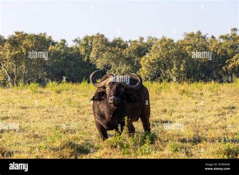 African Cape Buffalo Syncerus Caffer Grazing On The Lush Savannah