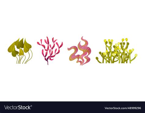 Seaweed And Marine Algae Plant Curve Set Vector Image
