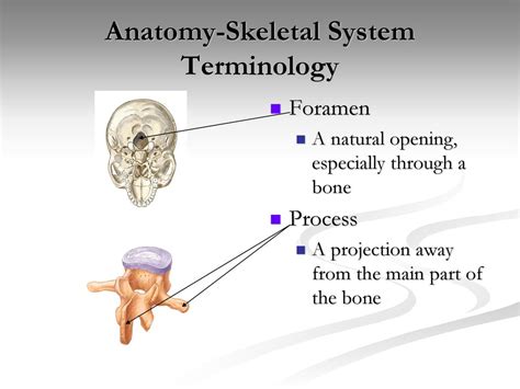 Anatomy Skeletal System Ppt Download